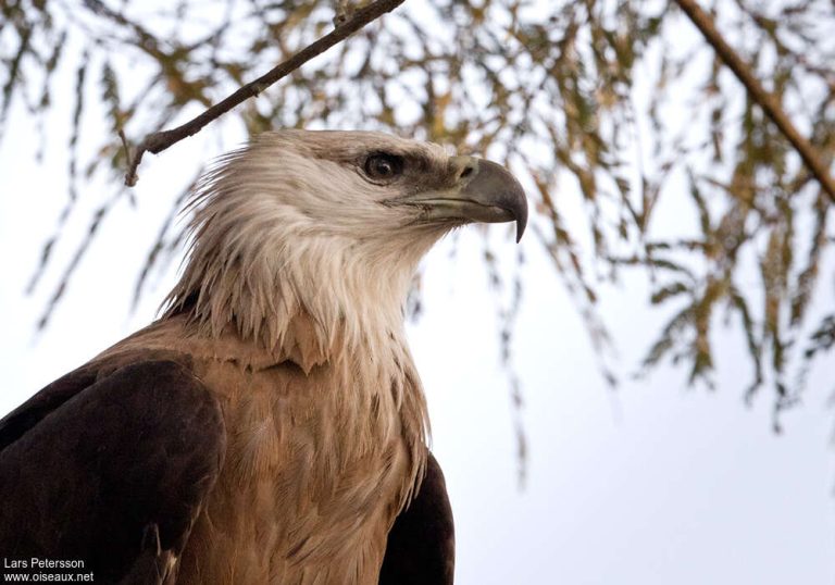 Bhutan’s Endemic Flora & Fauna: Rare Himalayan Wildlife and Plants ...