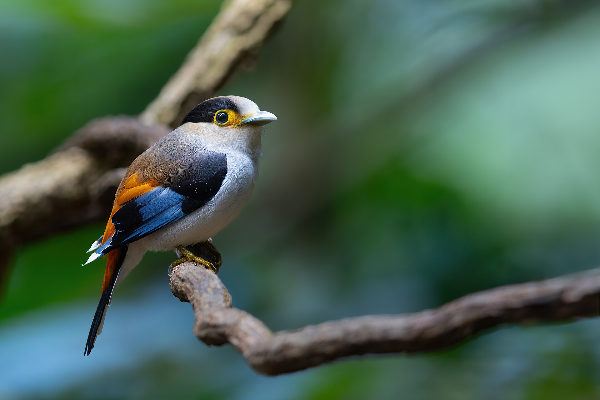 Bhutan’s Endemic Flora & Fauna: Rare Himalayan Wildlife and Plants ...