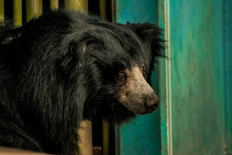 Bhutan’s Endemic Flora & Fauna: Rare Himalayan Wildlife and Plants ...