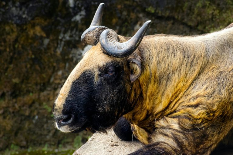 21 Top Things to See & Do in Thimphu Bhutan